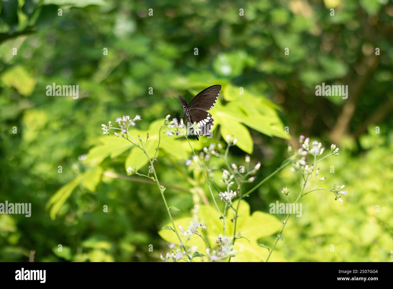 Butterflies and nectar-consuming pollinators include mosquitoes ...