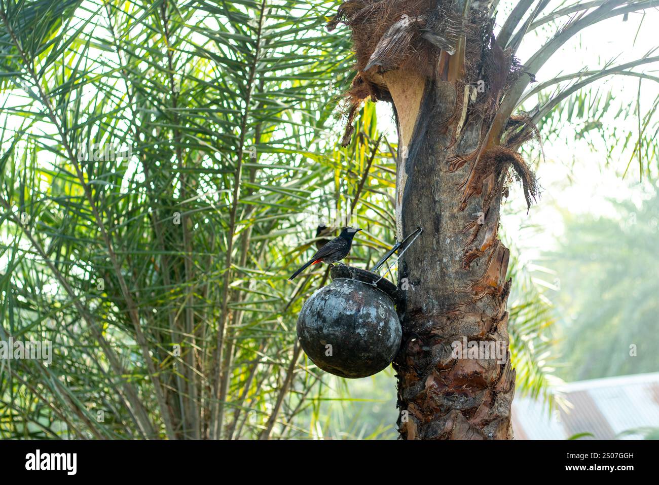 Collecting juice from dates. Molasses is made from the juice. The date ...