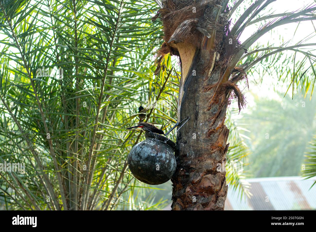Collecting sap from a date palm. The date palm has long been considered ...
