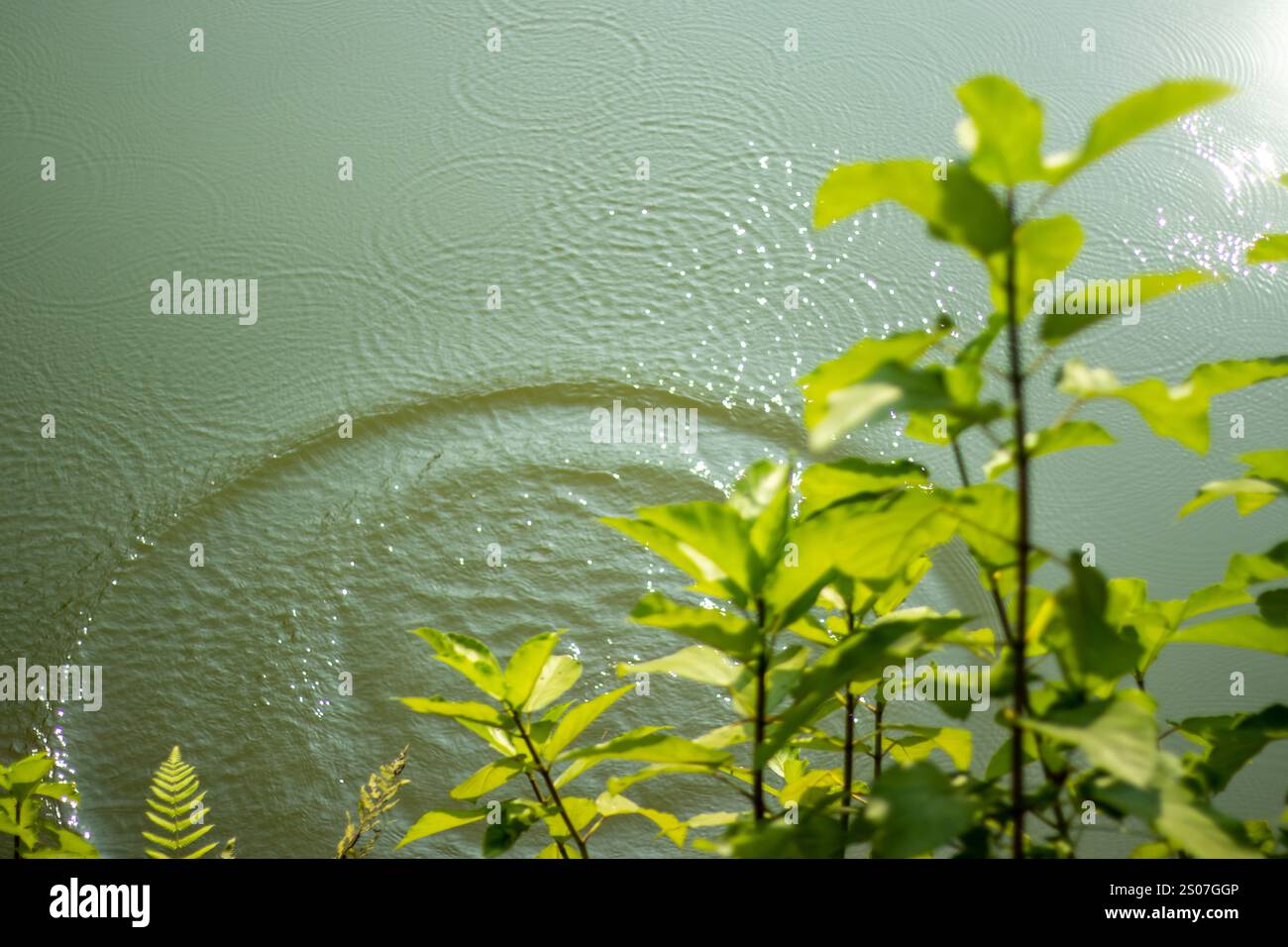 Dumur or Tinfall is a great medicinal plant of the mulberry family ...