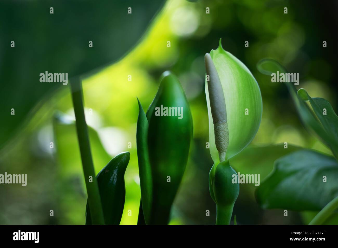 Elephant ear Alocasia grows and is best known for its attractive leaves ...