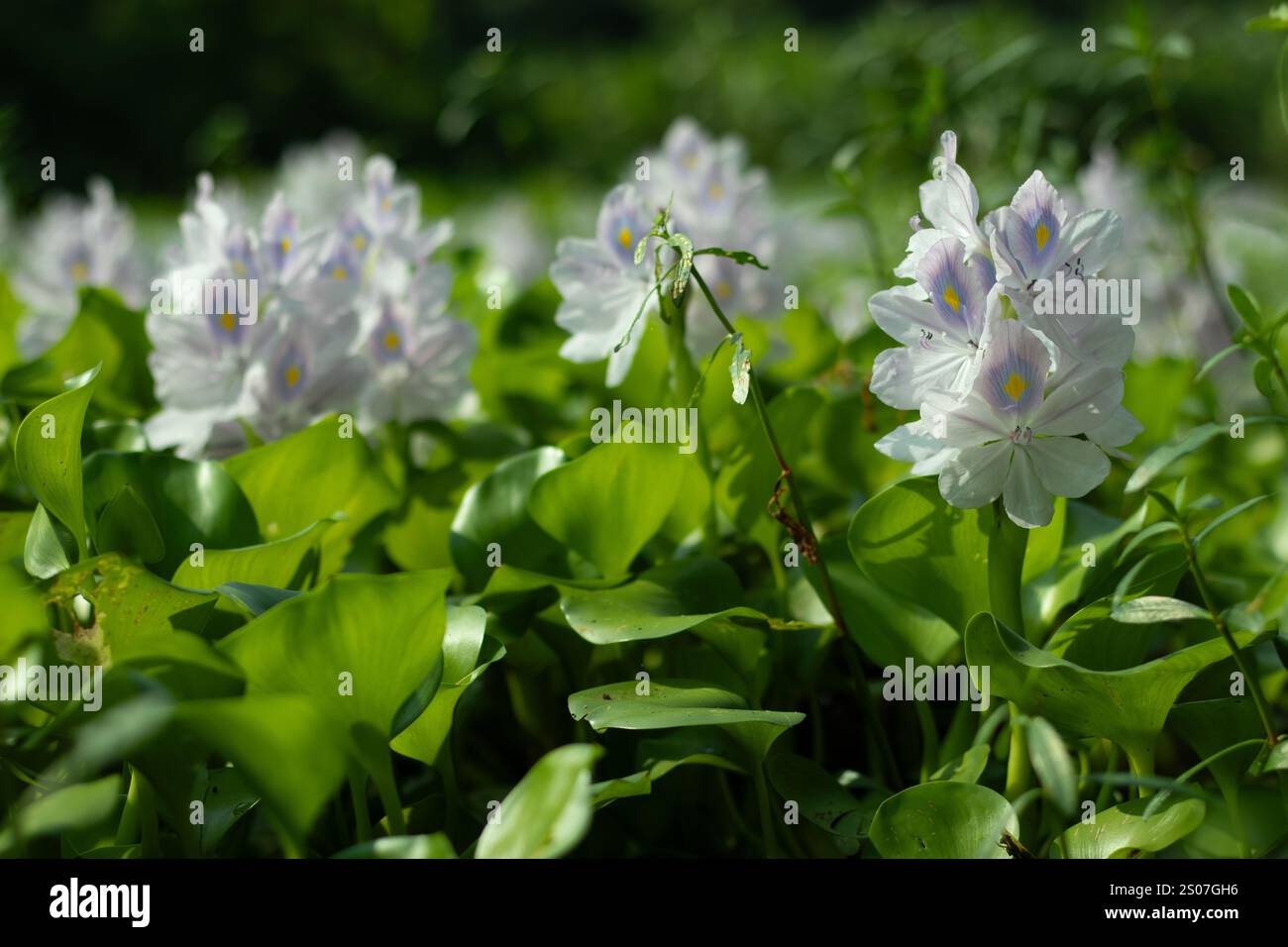 It is called kochuripana. Water-hyacinth is a floating plant with ...