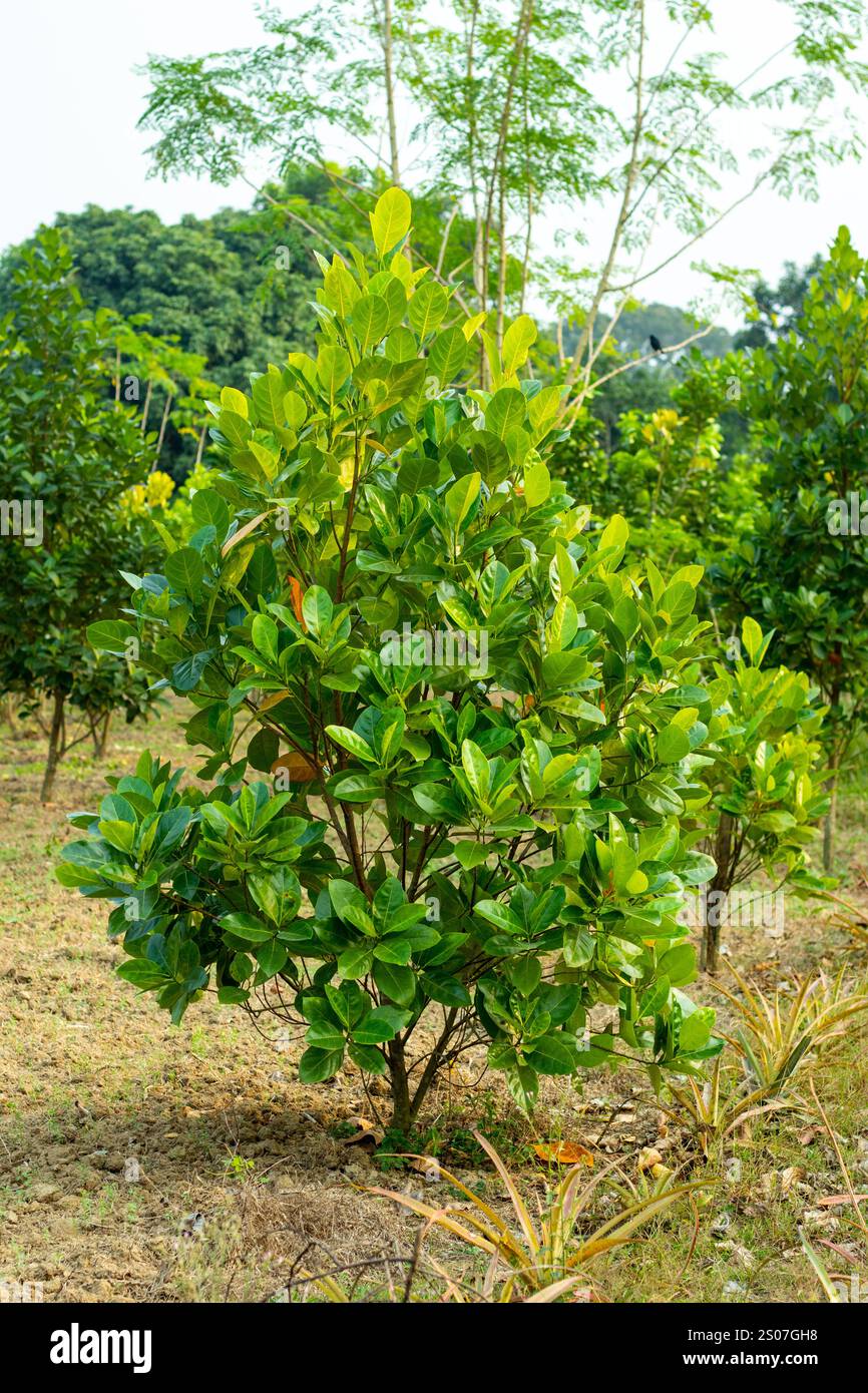 Jack fruit is the national fruit of Bangladesh. Jack fruit an evergreen ...