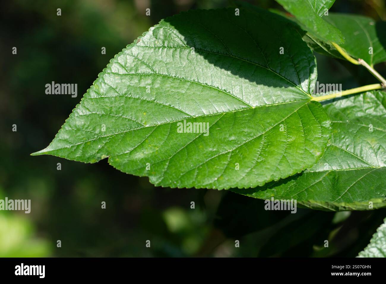 Morus rubra, or Red Mulberry leaf, is a deciduous tree that may grow to ...