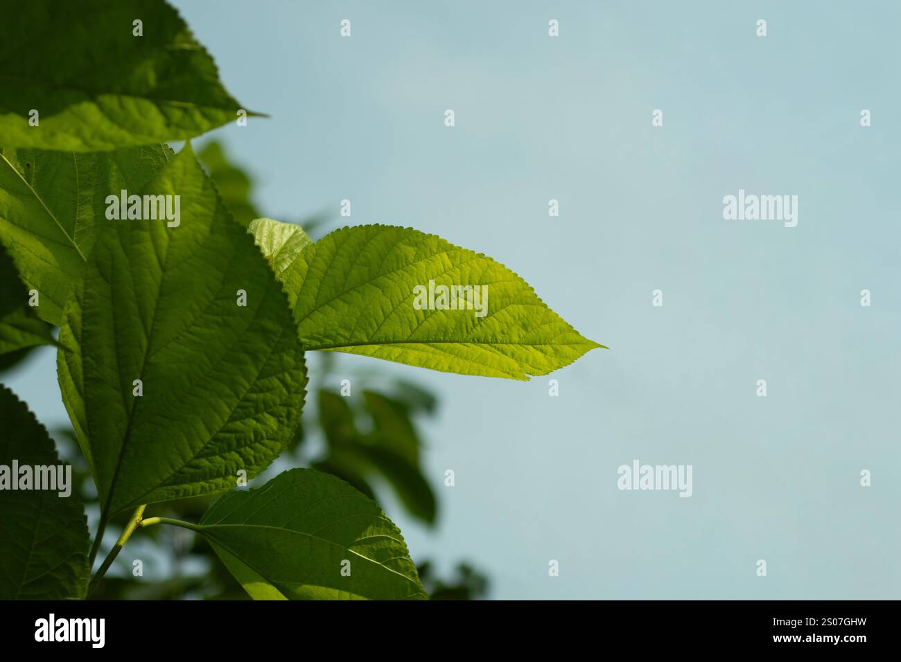 Morus rubra, or Red Mulberry leaf, is a deciduous tree that may grow to ...
