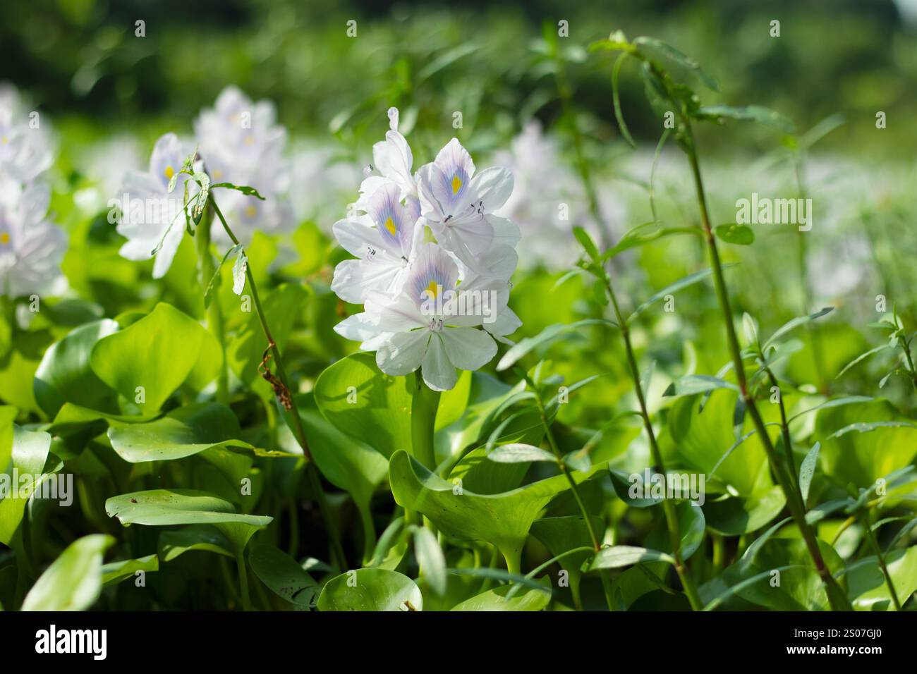 Most of the time kochuripana is purple in color. Water hyacinth is a ...