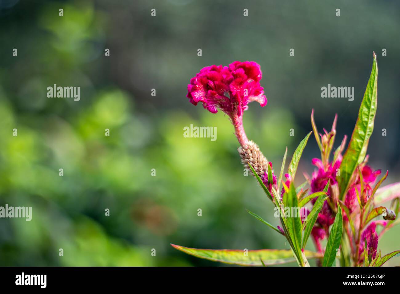 A pollinator-magnet, Celosia argentea Asian Garden Silver Cockscomb is ...