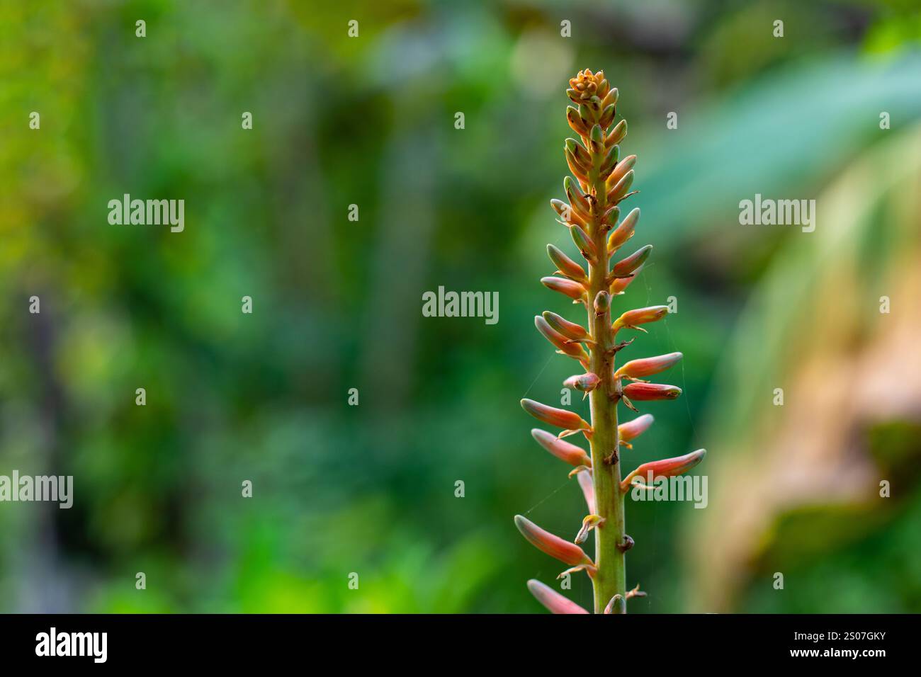 The alovera flower is red pink color. Aloevera is a herb with succulent ...