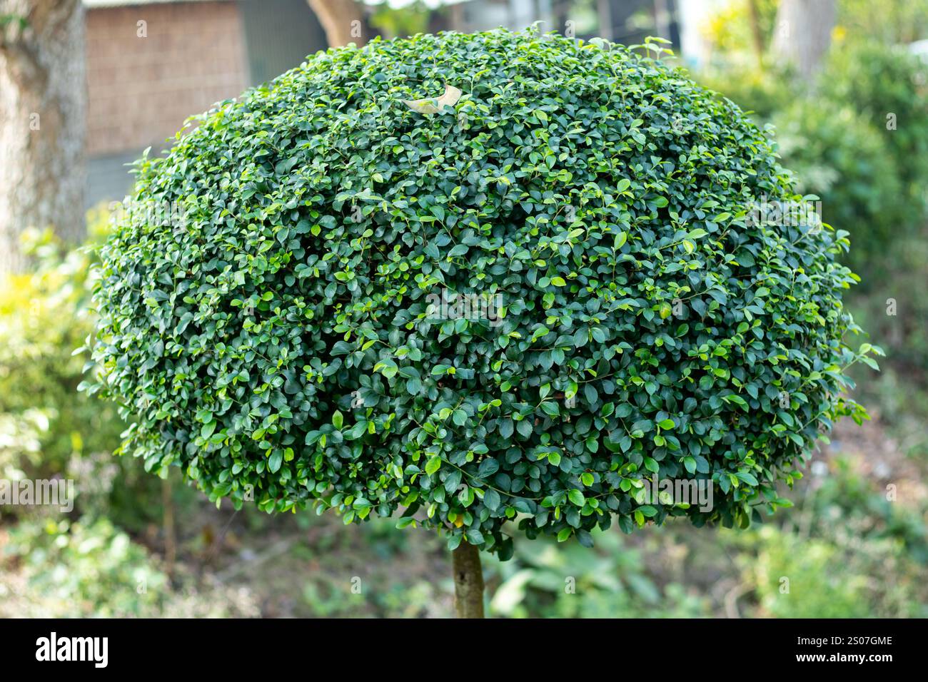 The Chinese elm is native to China and Southeast Asia. Native ...