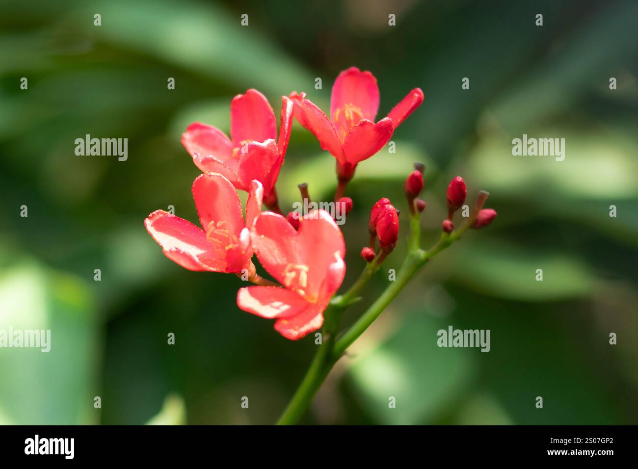 The Cuban peregrina integriflora, usually red in color. It is 5 m long ...