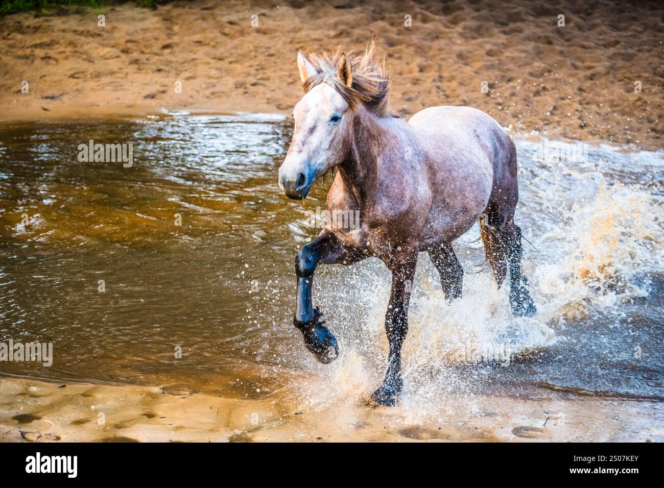 Running of the Horses is a horse muster at Glenworth Valley on the ...