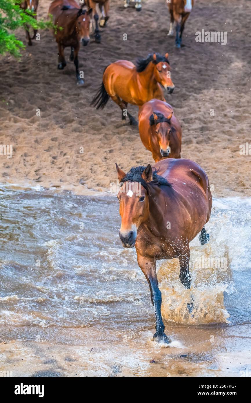Running of the Horses is a horse muster at Glenworth Valley on the ...
