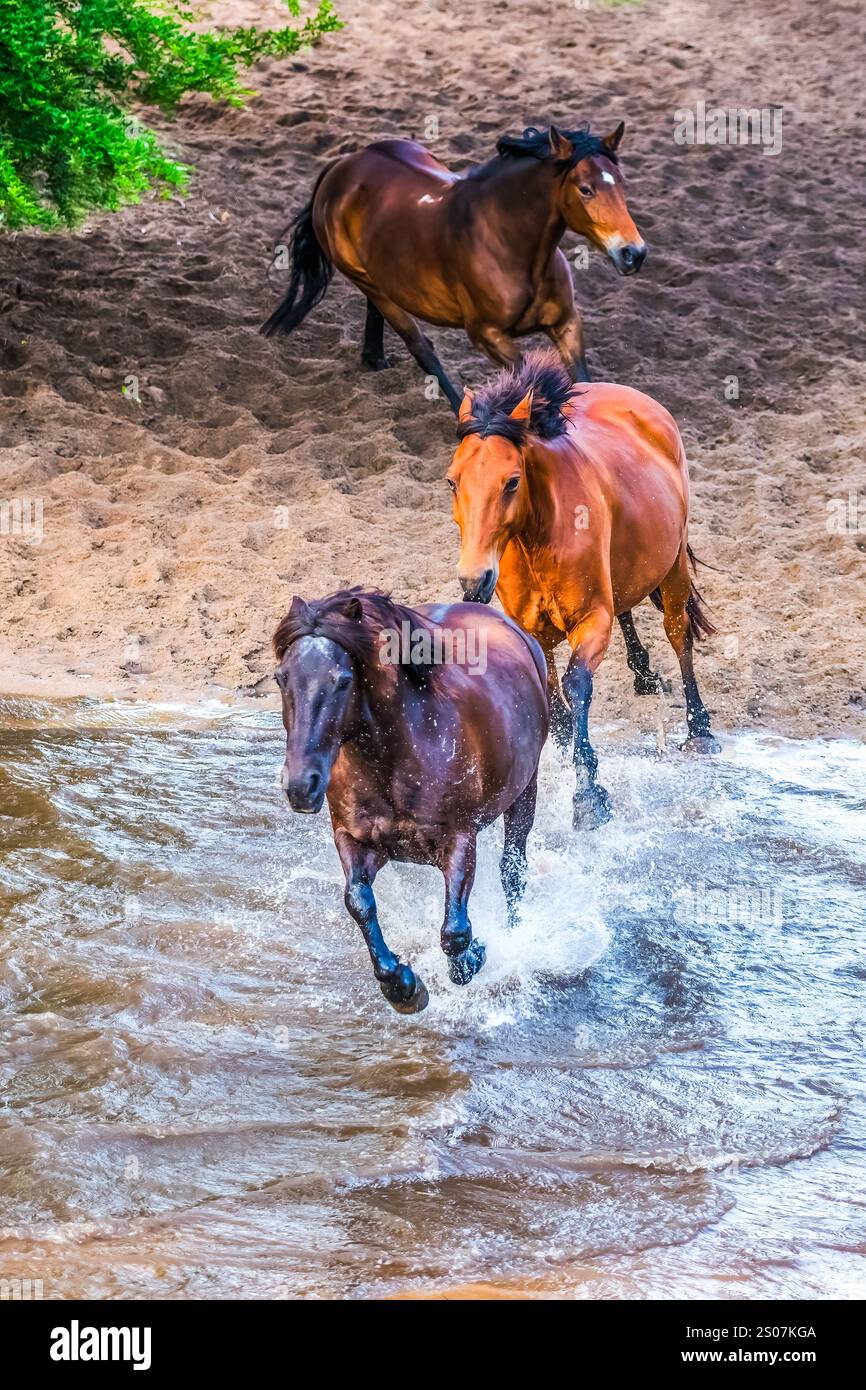 Running of the Horses is a horse muster at Glenworth Valley on the ...