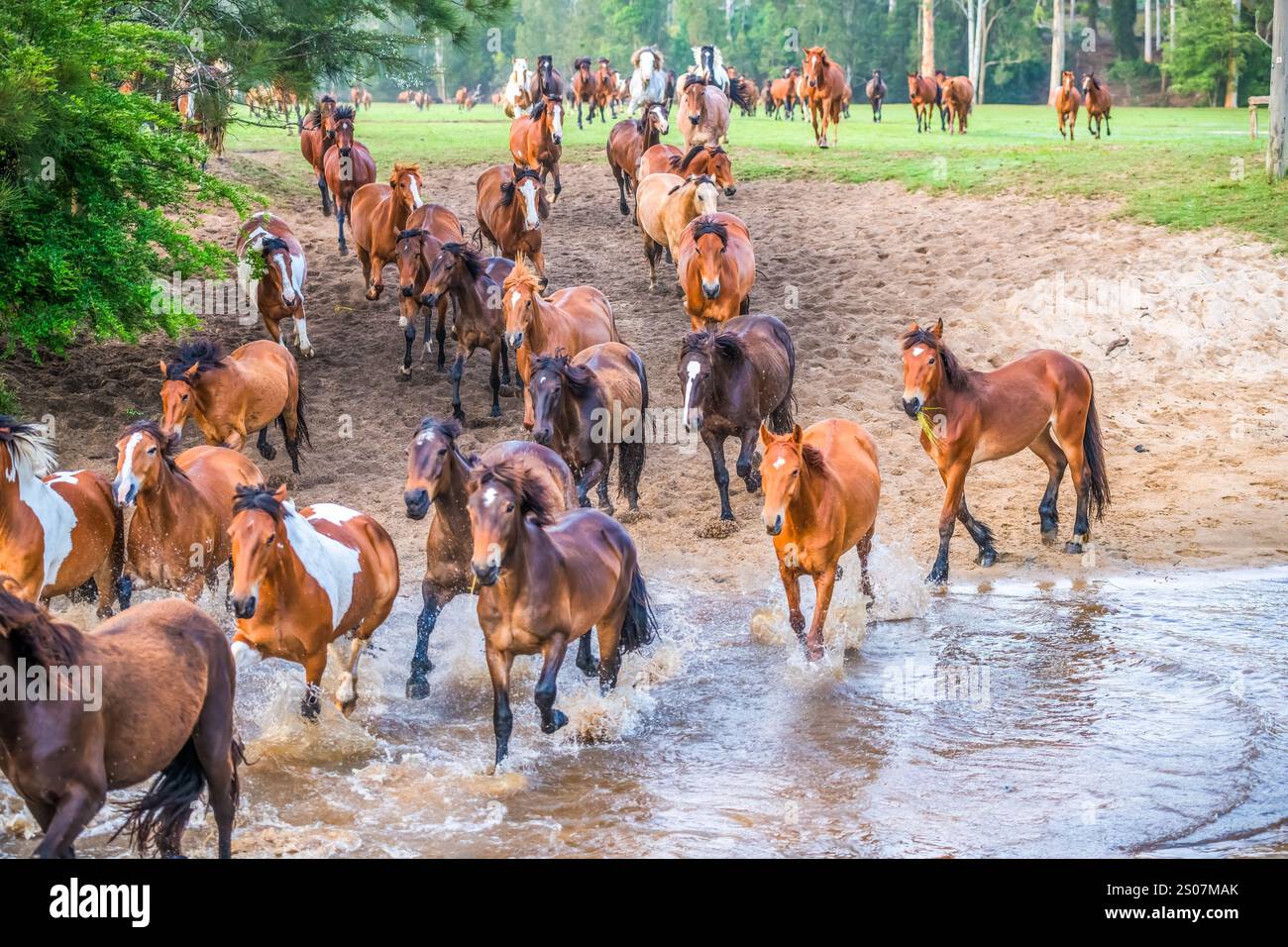 Running of the Horses is a horse muster at Glenworth Valley on the ...