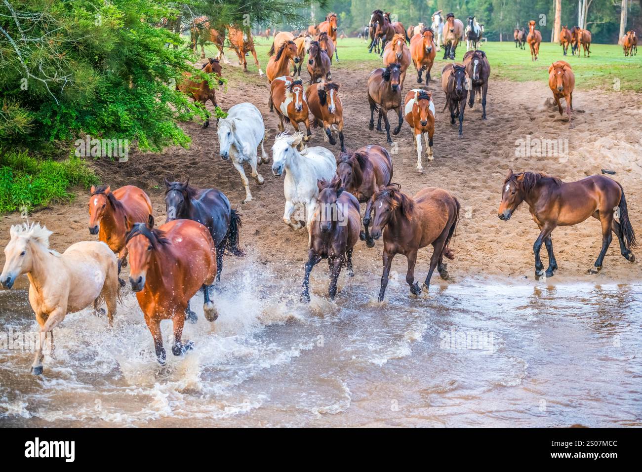 Running of the Horses is a horse muster at Glenworth Valley on the ...