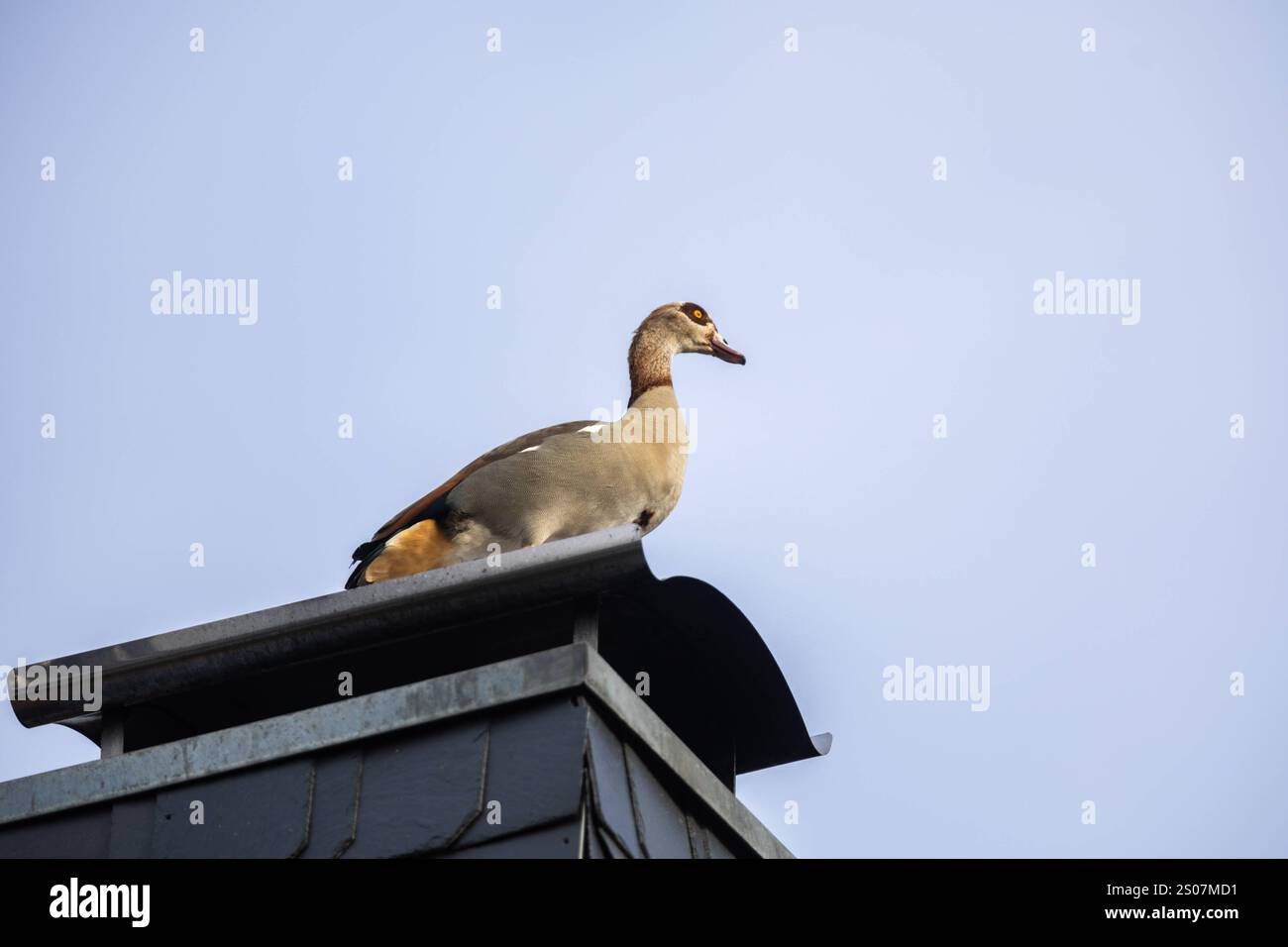 Kassel Nilgans auf dem Schornstein eine Nilgans sitzt auf einem ...