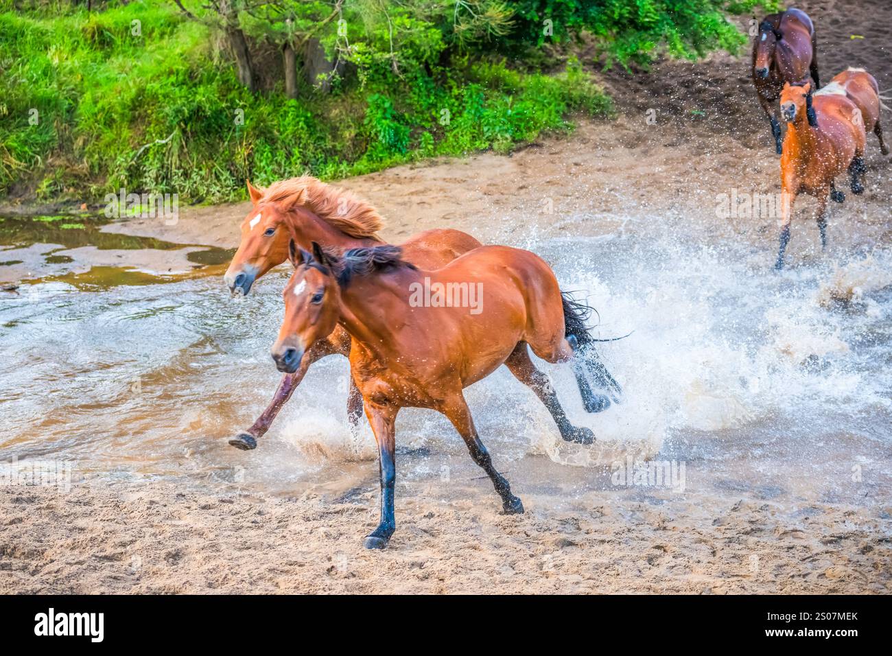 Running of the Horses is a horse muster at Glenworth Valley on the ...