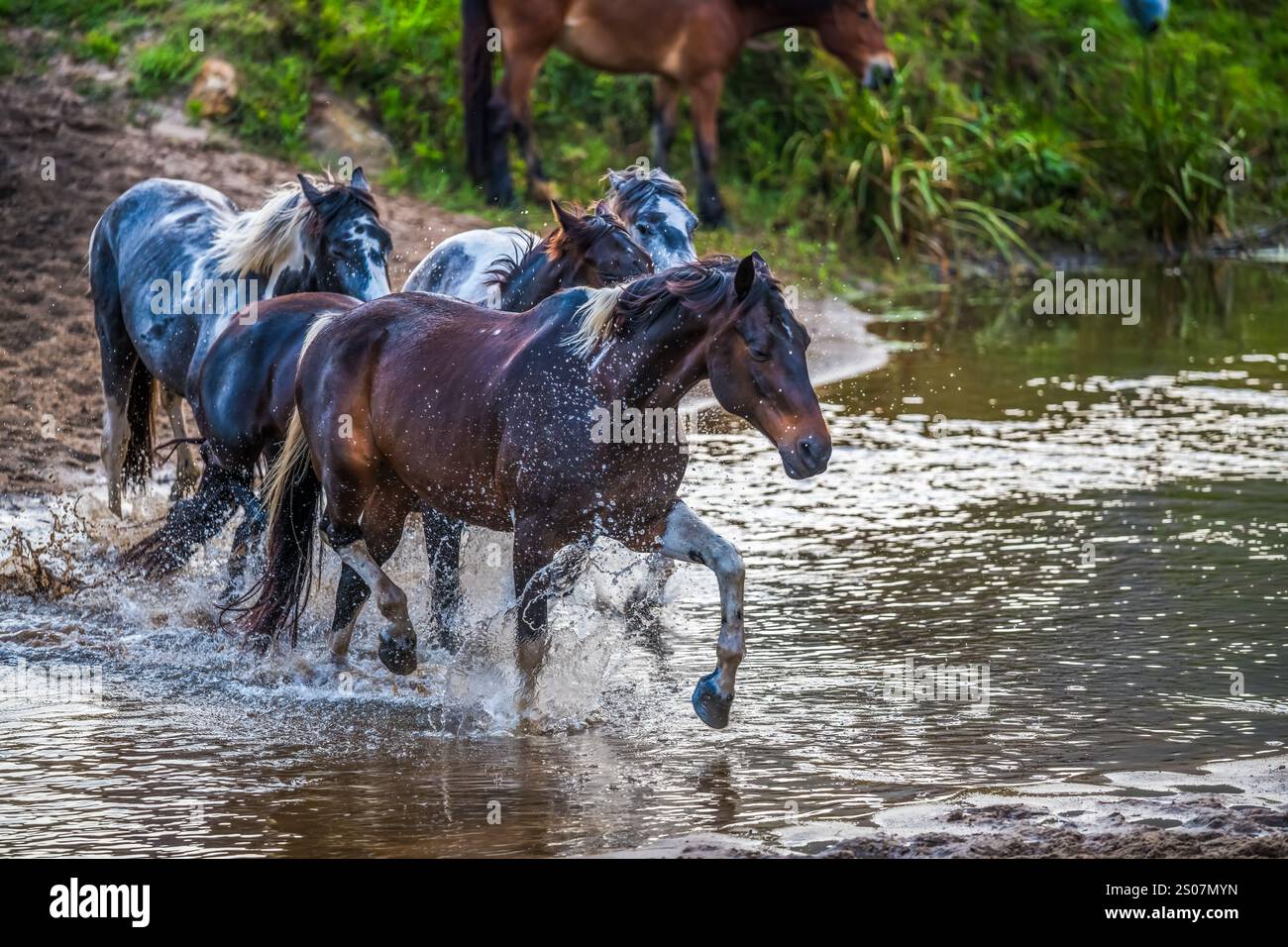 Running of the Horses is a horse muster at Glenworth Valley on the ...
