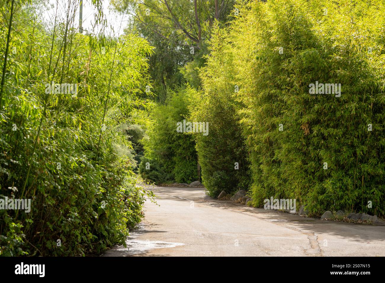 A walking path winding through greenery and trees Stock Photo - Alamy