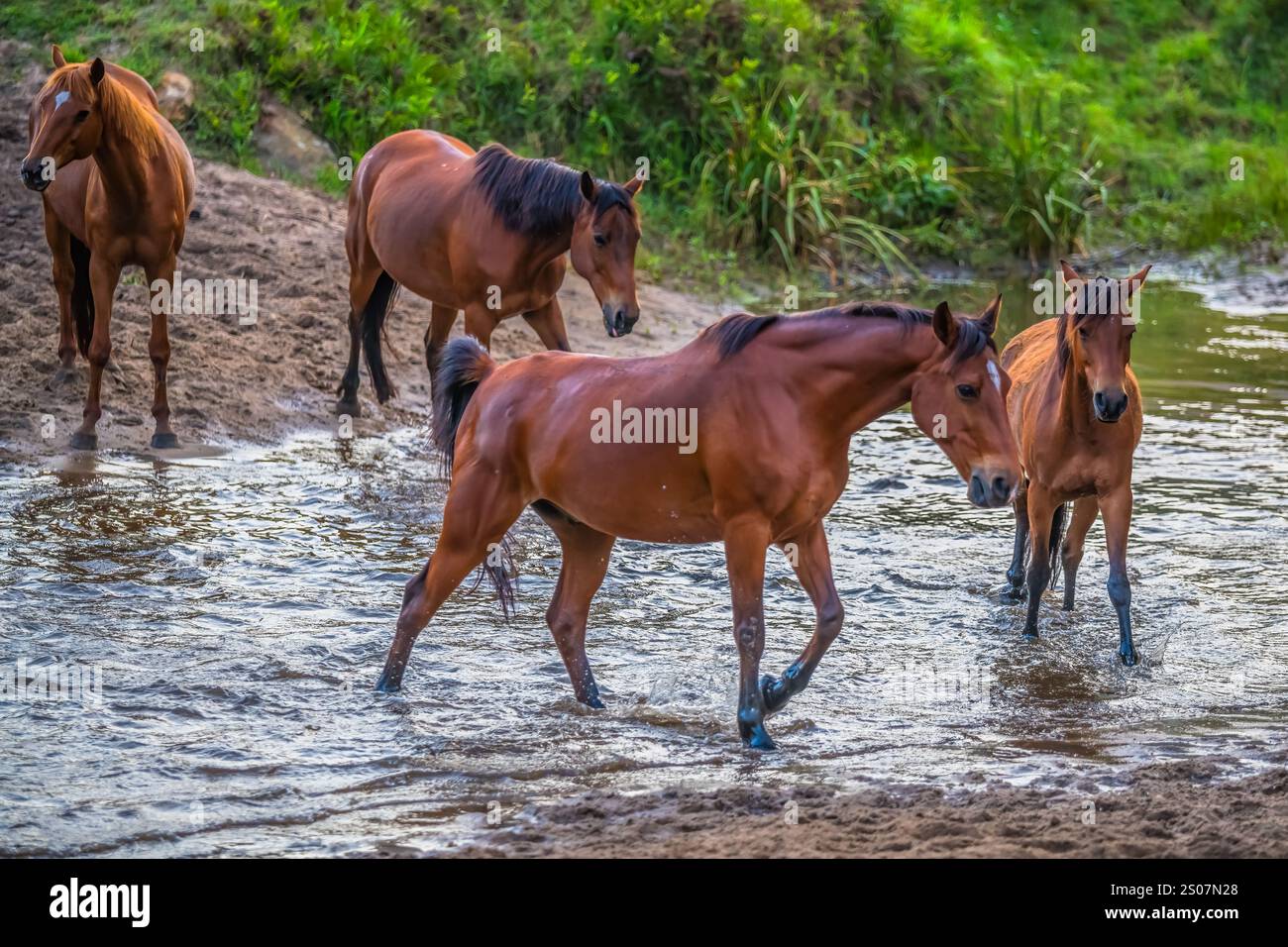 Running of the Horses is a horse muster at Glenworth Valley on the ...