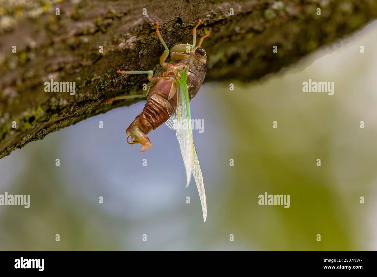 The dog-day cicada (Neotibicen canicularis). The final stage of the ...