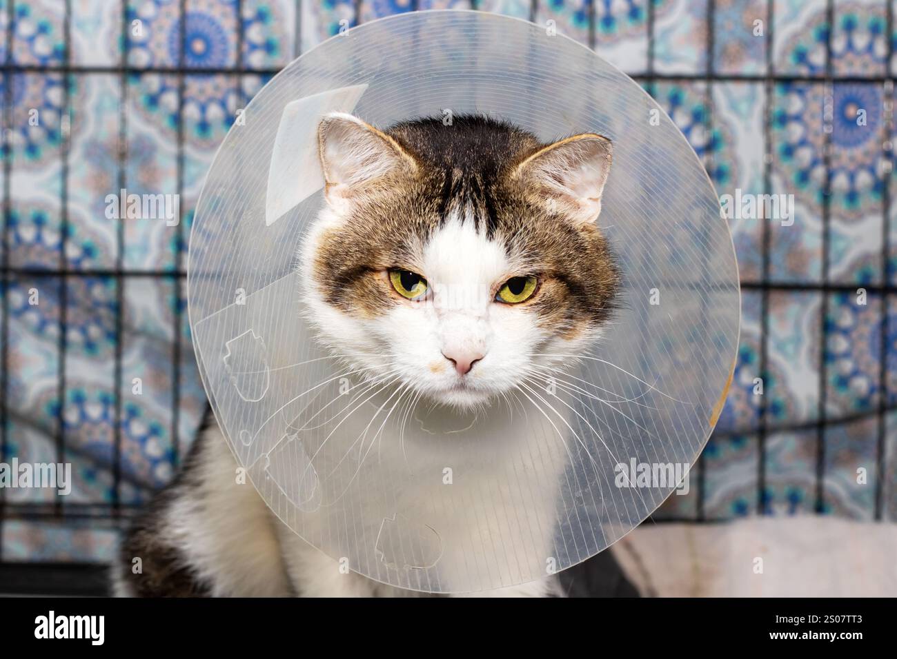 A cat that is wearing a plastic cone around its head is sitting quietly ...