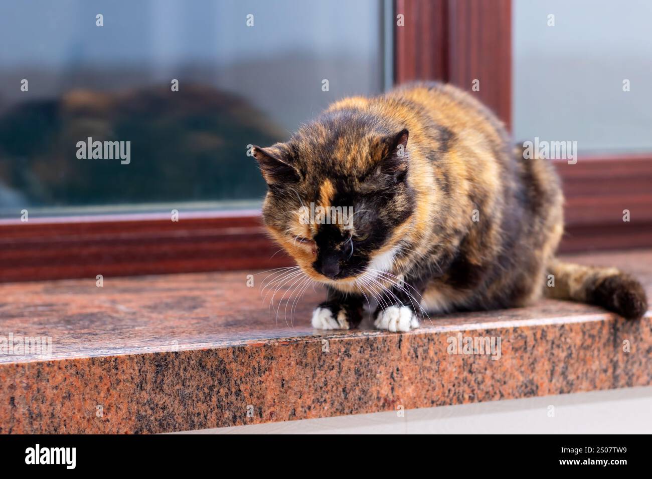 A beautiful calico cat is comfortably sitting on a sunny window sill ...