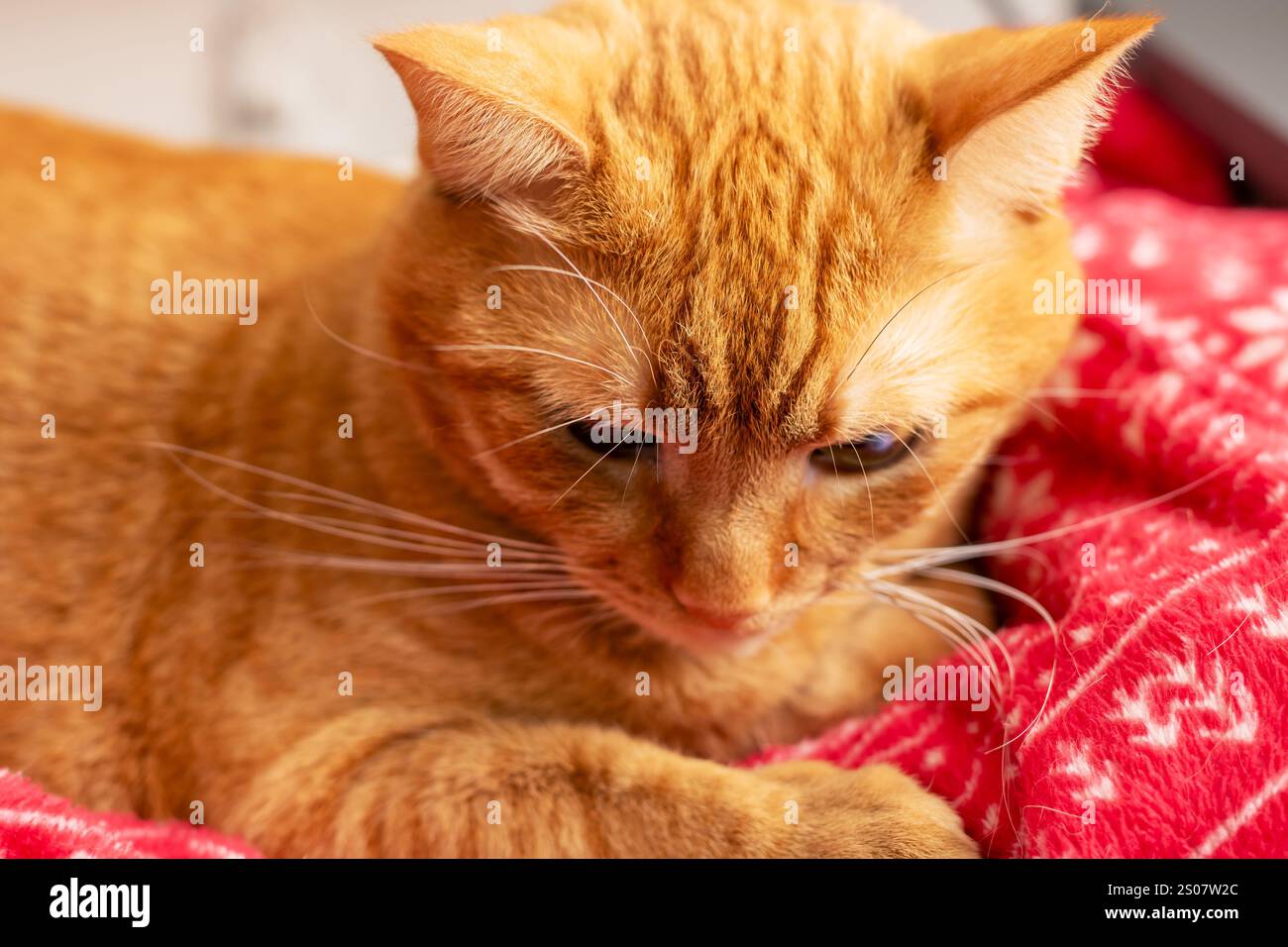 An orange cat is peacefully sleeping on a cozy red blanket, enjoying its nap in a warm and ...