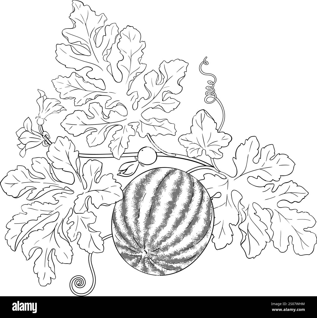 watermelon plant with fruit outline illustration Stock Vector Image ...