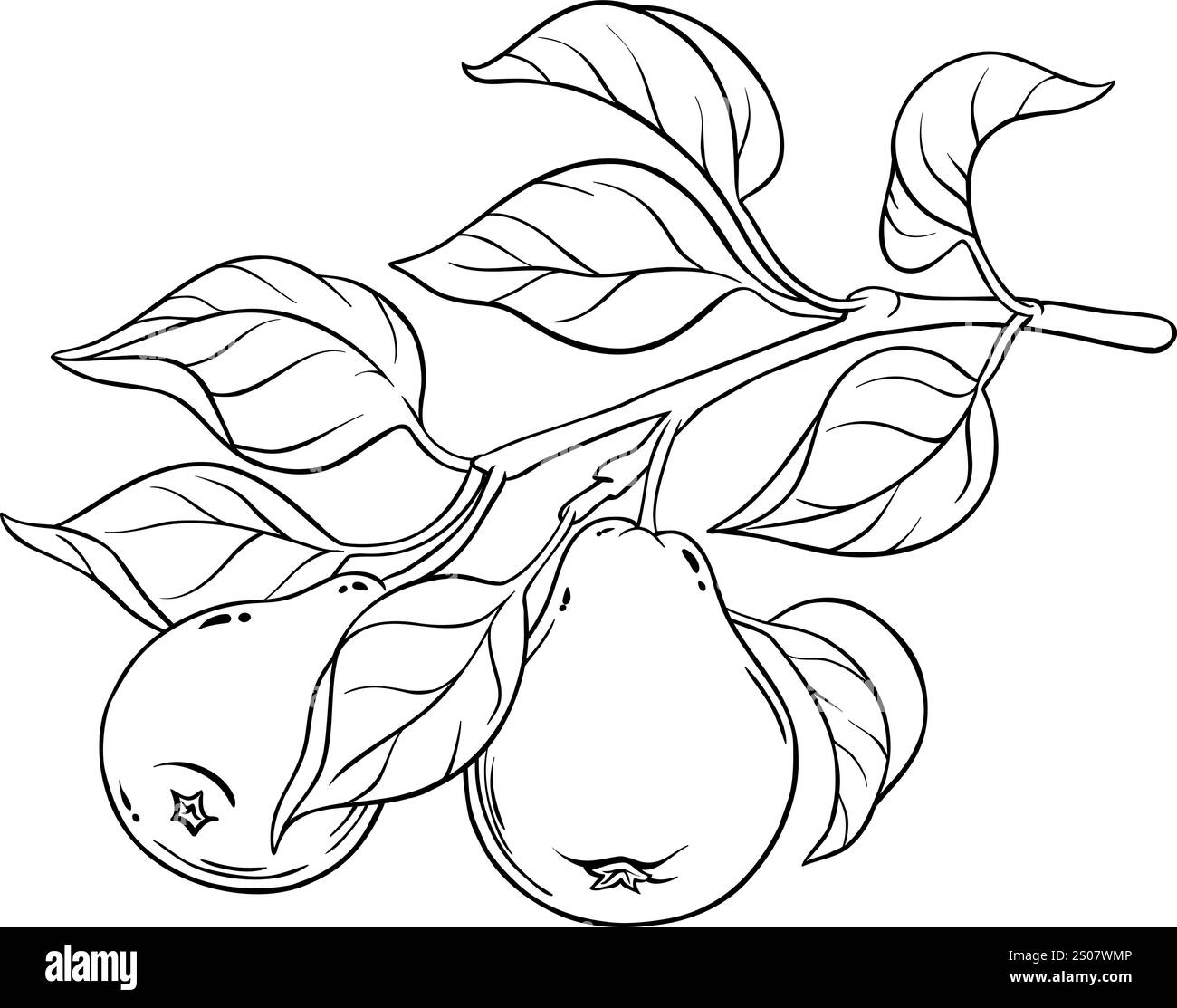 Pear Branch with Fruits Outline Illustration Stock Vector Image & Art ...