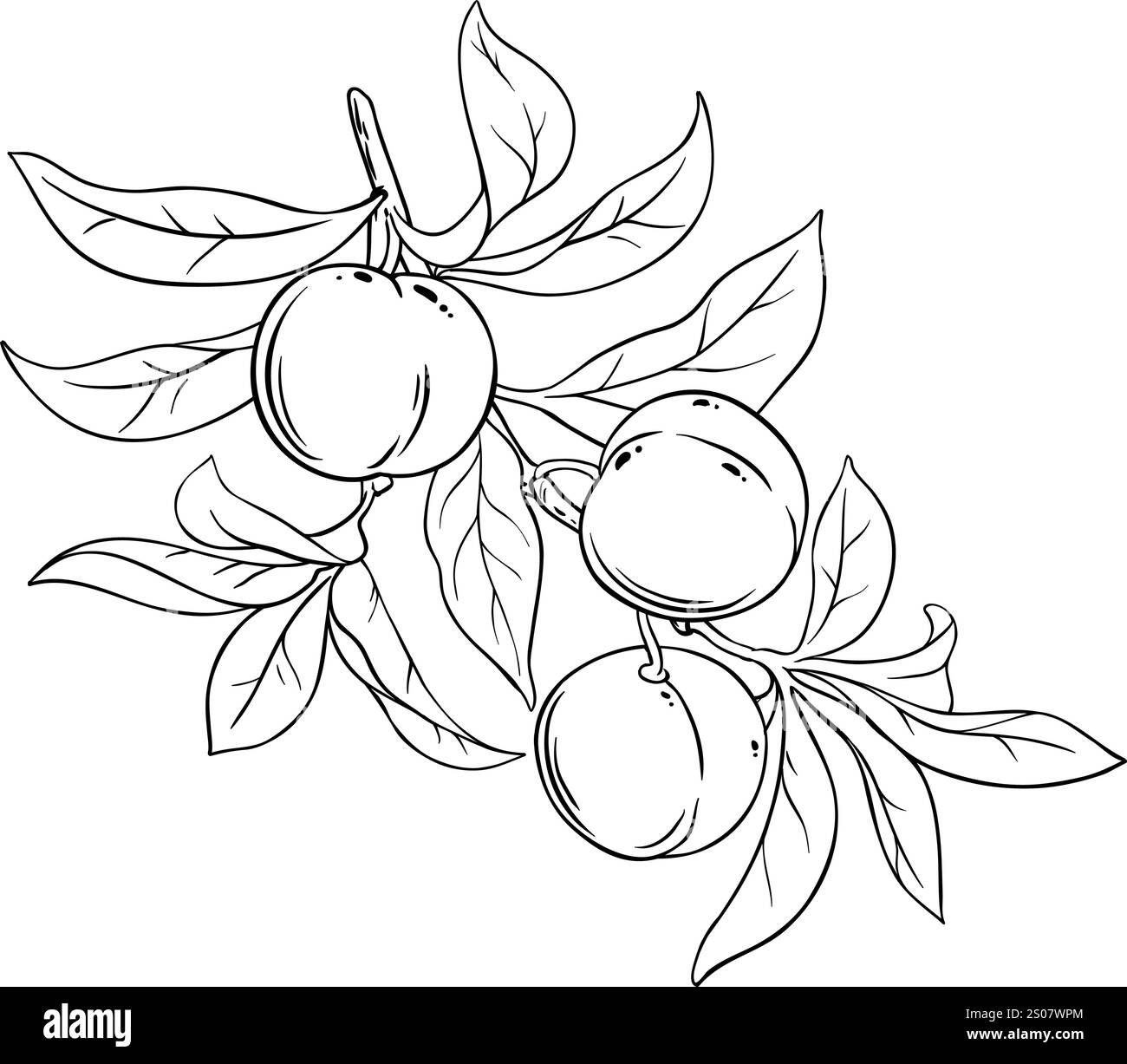 Peach Branch with Fruits Outline Illustration Stock Vector Image & Art ...