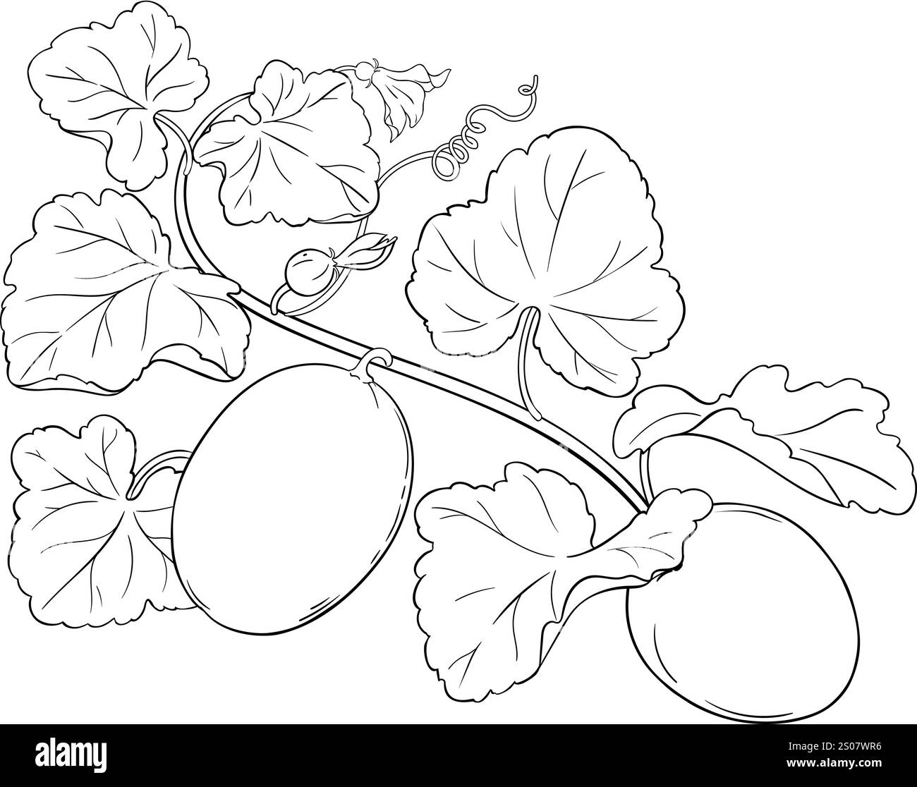 Melon Plant with Fruits Outline Illustration Stock Vector Image & Art ...
