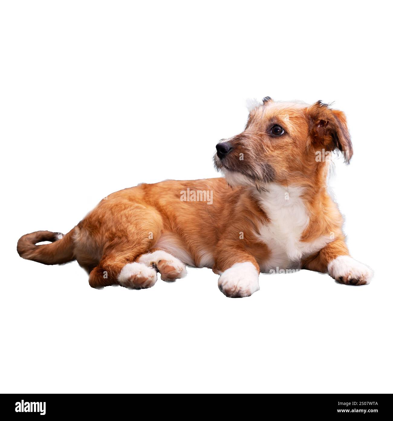 A brown and white dog is comfortably laying down on a clean and bright ...
