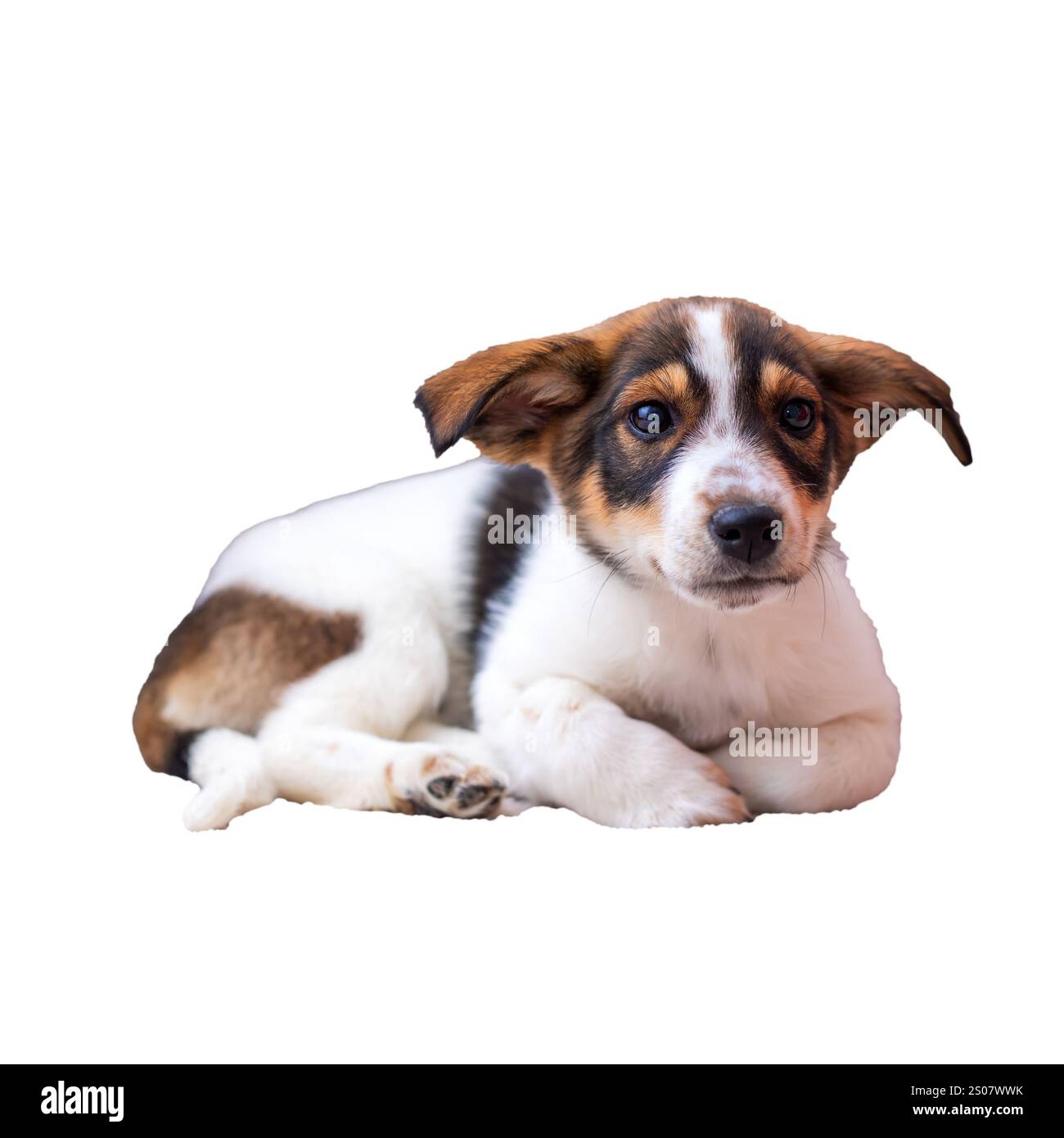 A cute brown and white puppy is comfortably laying down on a pristine ...