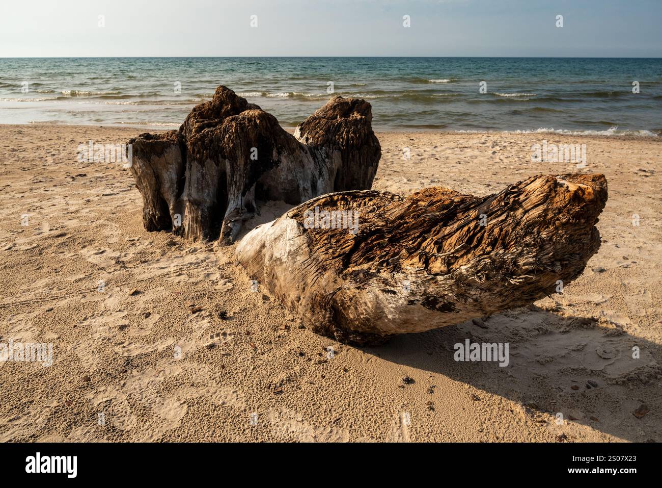 Ancient sunken tree trunks in Czolpino are the remains of the old oak ...