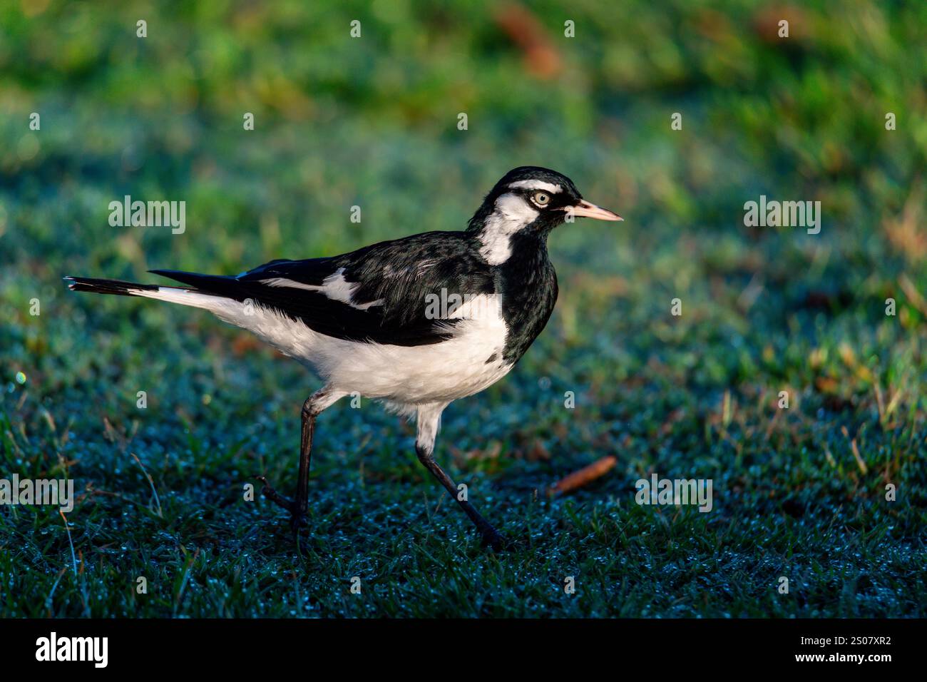 Magpie Lark looking for breakfast at Forster-Tuncurry, NSW, Australia ...