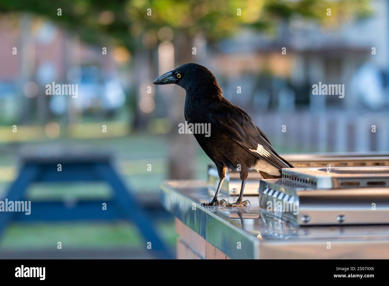 Pied Currawong is a beautiful big black bird with white patches under its tail and bog yellow ...