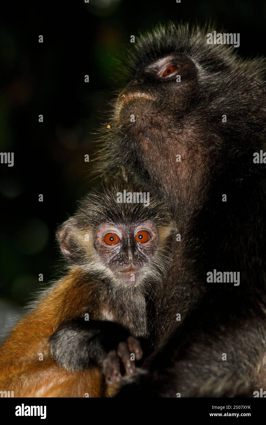 Silver langur (Trachypithecus selangorensis) close to Kuala Selangor ...