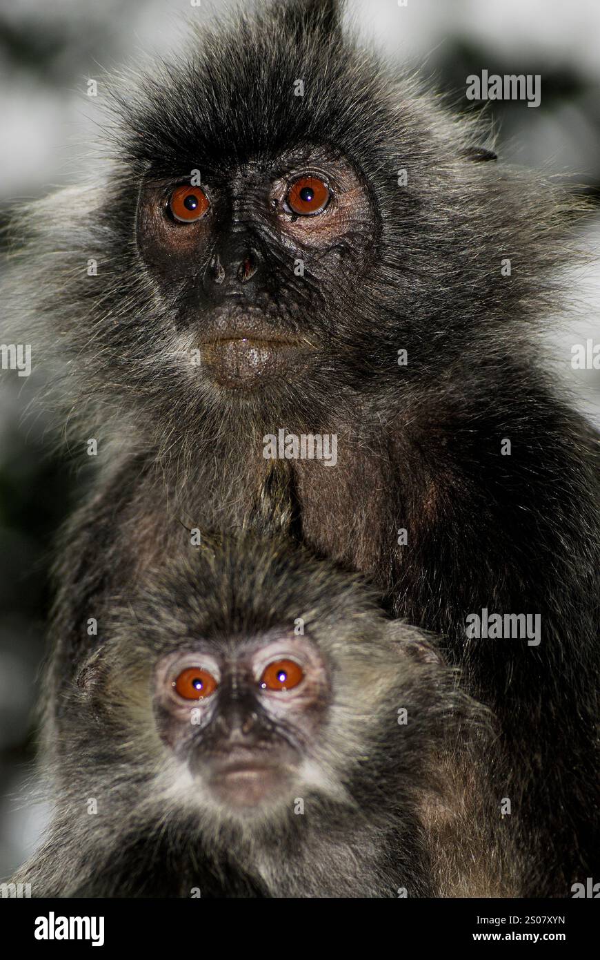 Silver langur (Trachypithecus selangorensis) close to Kuala Selangor ...