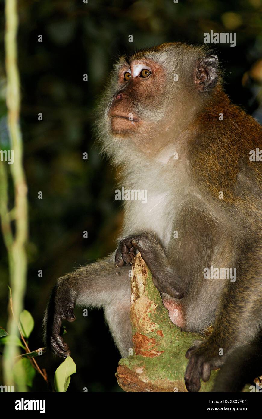 Macaque (Macaca fascicularis) close to Kuala Selangor, Malaysia Stock ...