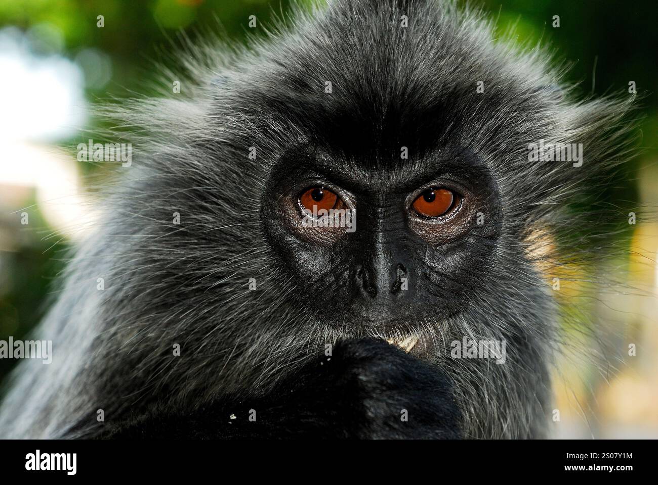 Silver langur (Trachypithecus selangorensis) close to Kuala Selangor ...