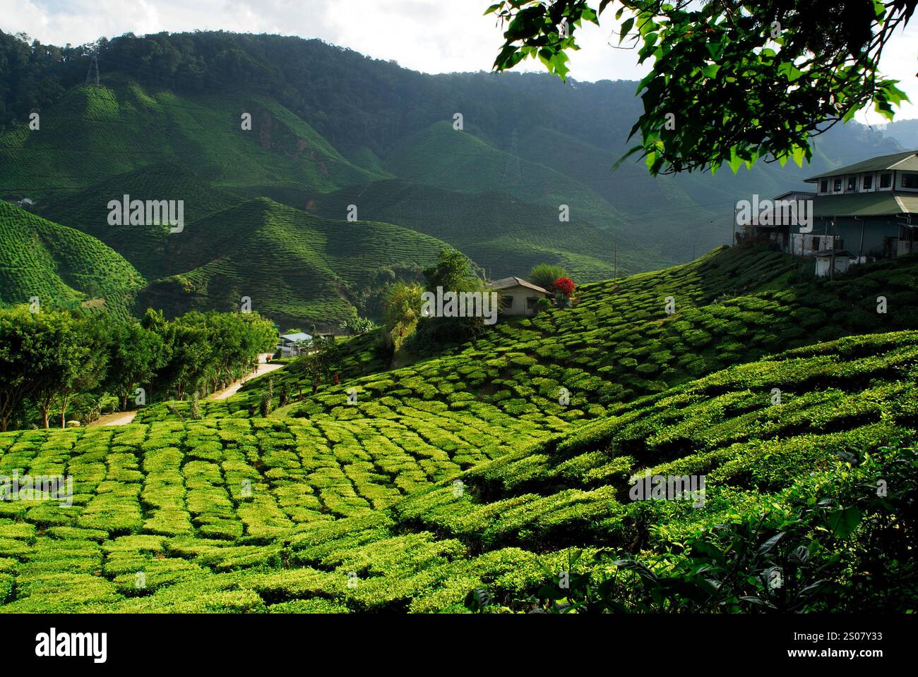 Cameron Highlands landscape, Central Malaysia Stock Photo - Alamy