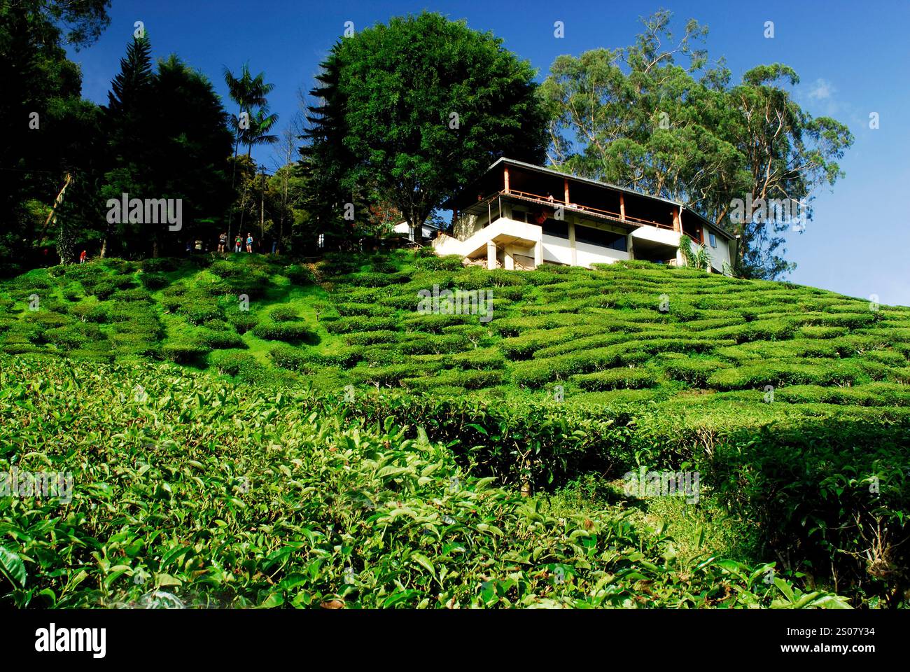 Cameron Highlands landscape, Central Malaysia Stock Photo - Alamy