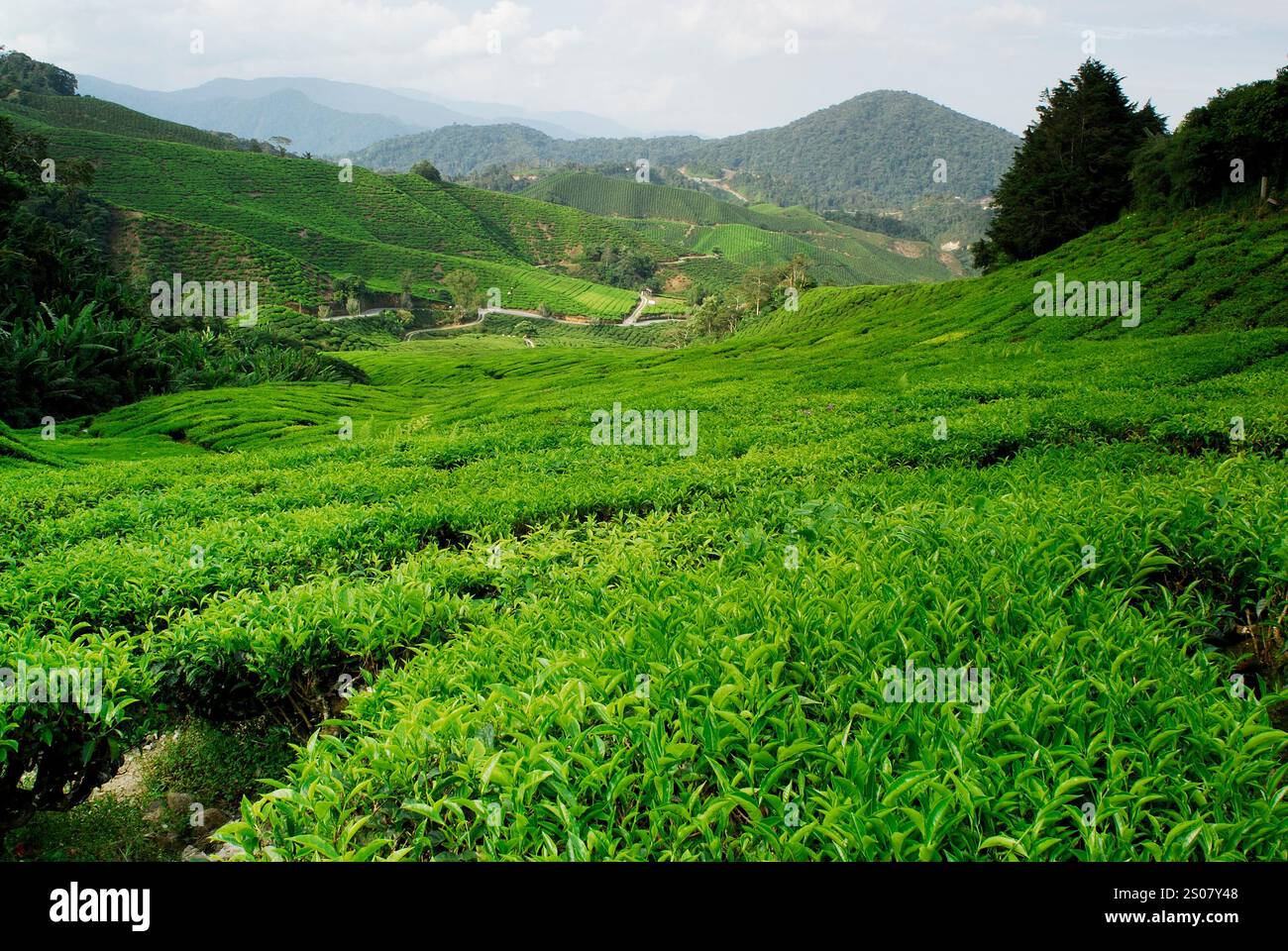 Cameron Highlands landscape, Central Malaysia Stock Photo - Alamy