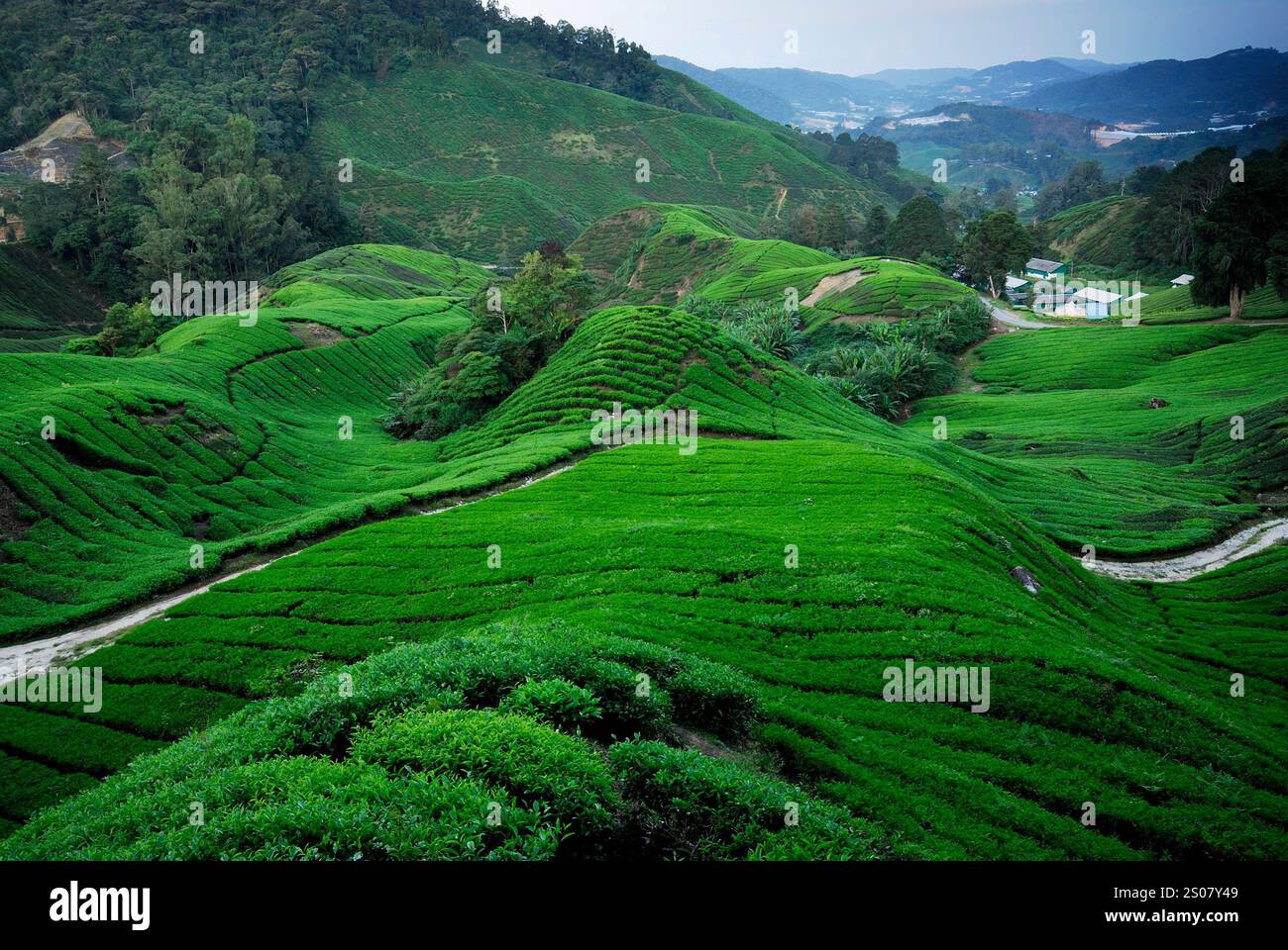 Cameron Highlands landscape, Central Malaysia Stock Photo - Alamy