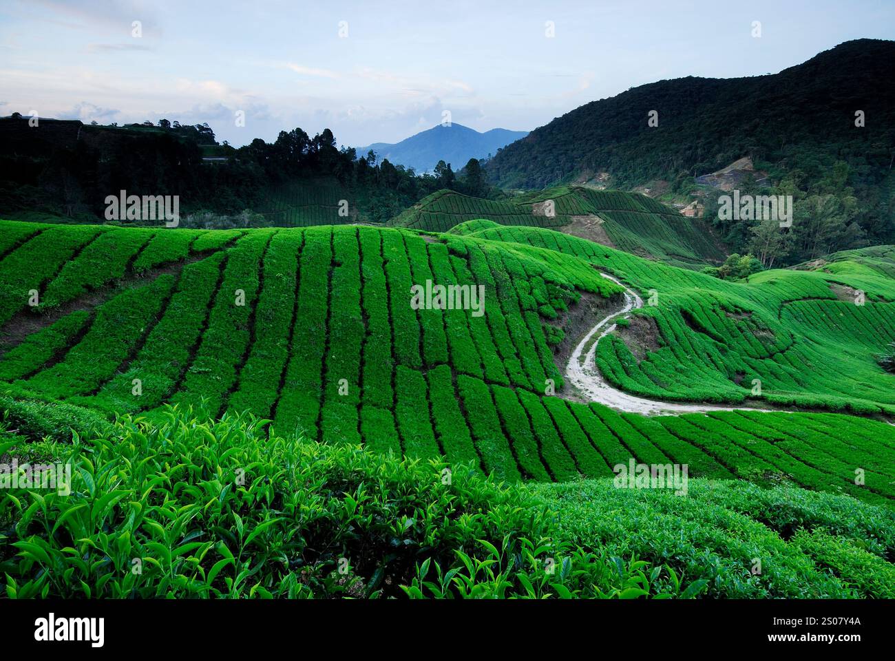 Cameron Highlands landscape, Central Malaysia Stock Photo - Alamy