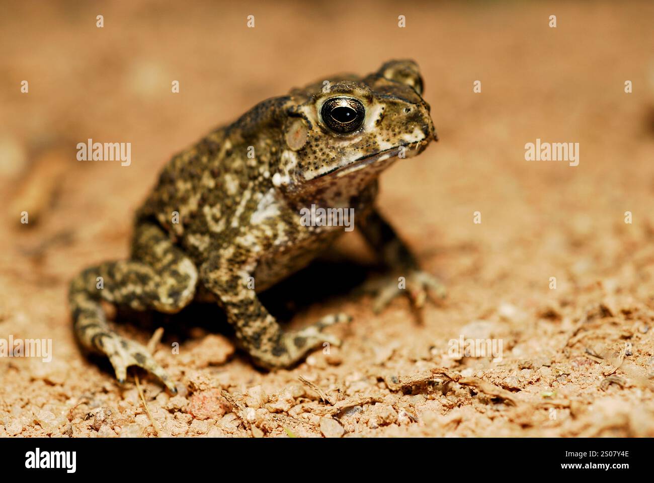 Common toad (Duttaphrynus melanostictus) in Taman Negara nature park ...