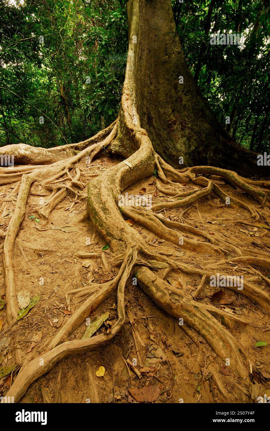 Tree in Taman Negara, Malaysia Stock Photo - Alamy