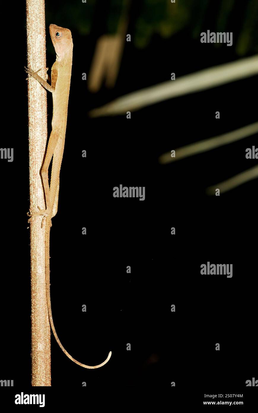 Small arboreal lizard (Aphaniotis fusca) in Taman Negara, Malaysia ...