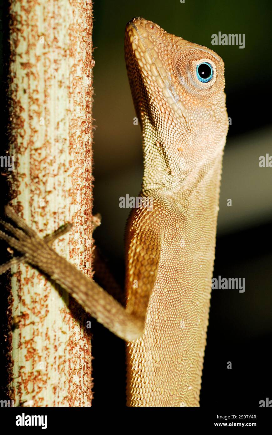 Small arboreal lizard (Aphaniotis fusca) in Taman Negara, Malaysia ...